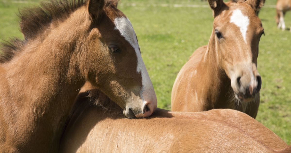Jura Tourisme - Visite d'élevage chevalin