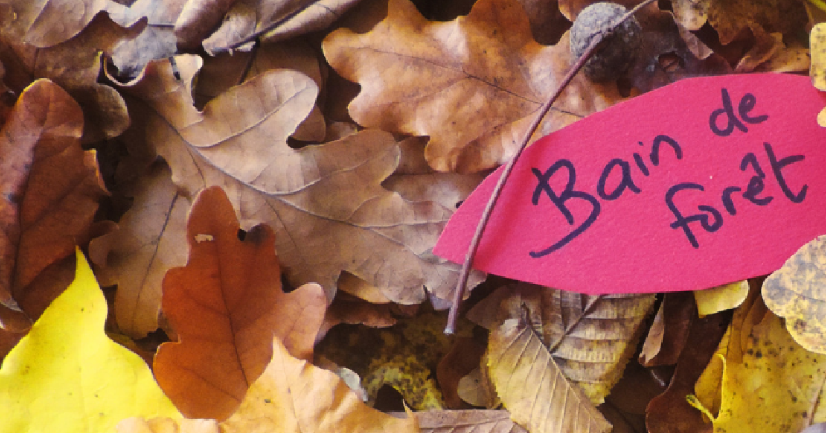 Bain de forêt automnal - Genolier (VD)